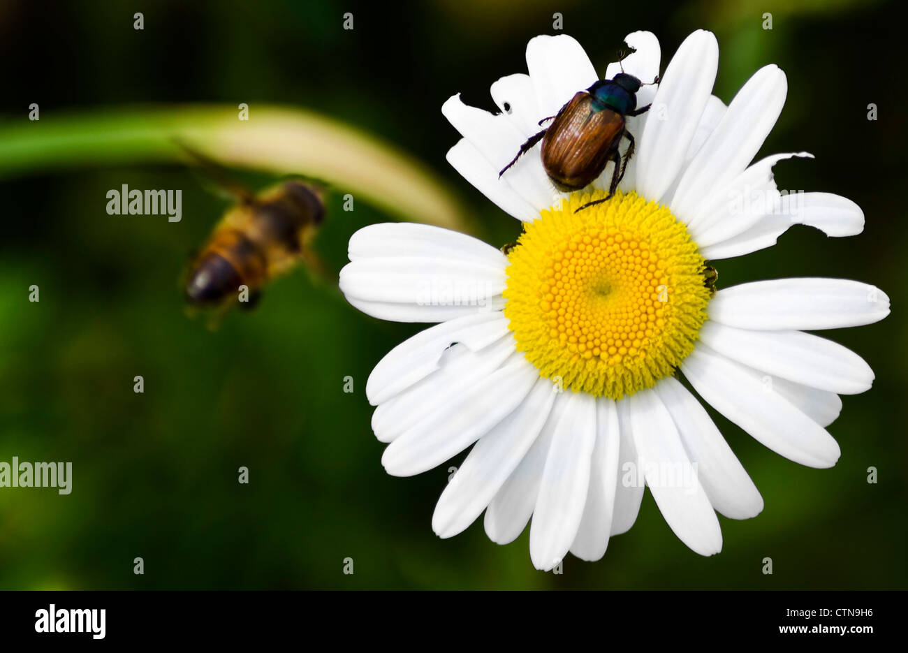 A beetle relaxes after seemingly gorging on a wild daisy oblivious to a ...