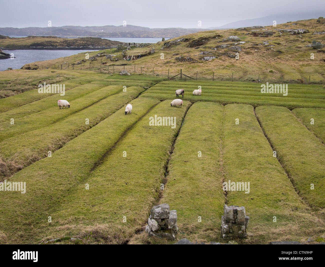 Scottish sheep grazing hi-res stock photography and images - Alamy