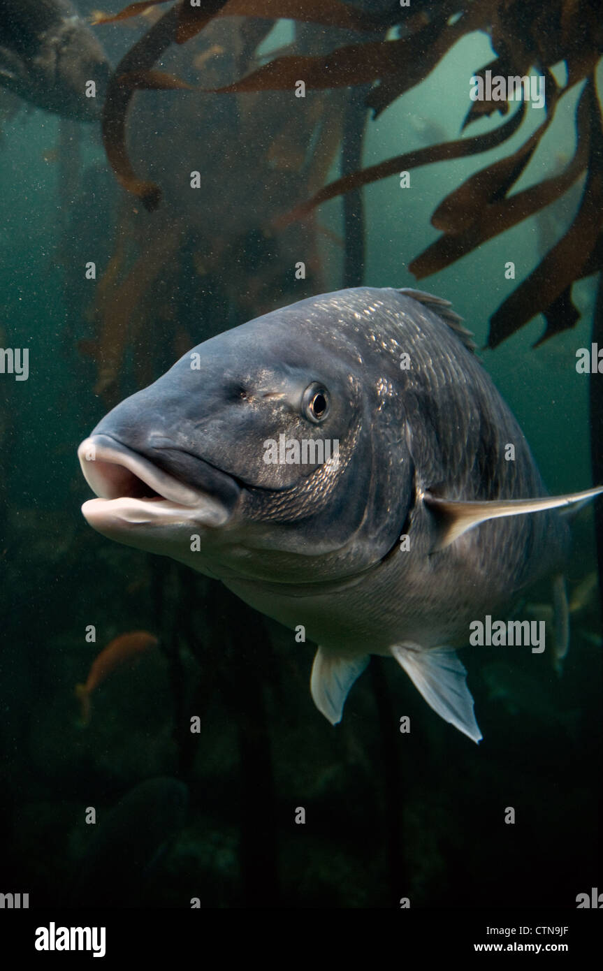 White steenbras fish hi-res stock photography and images - Alamy
