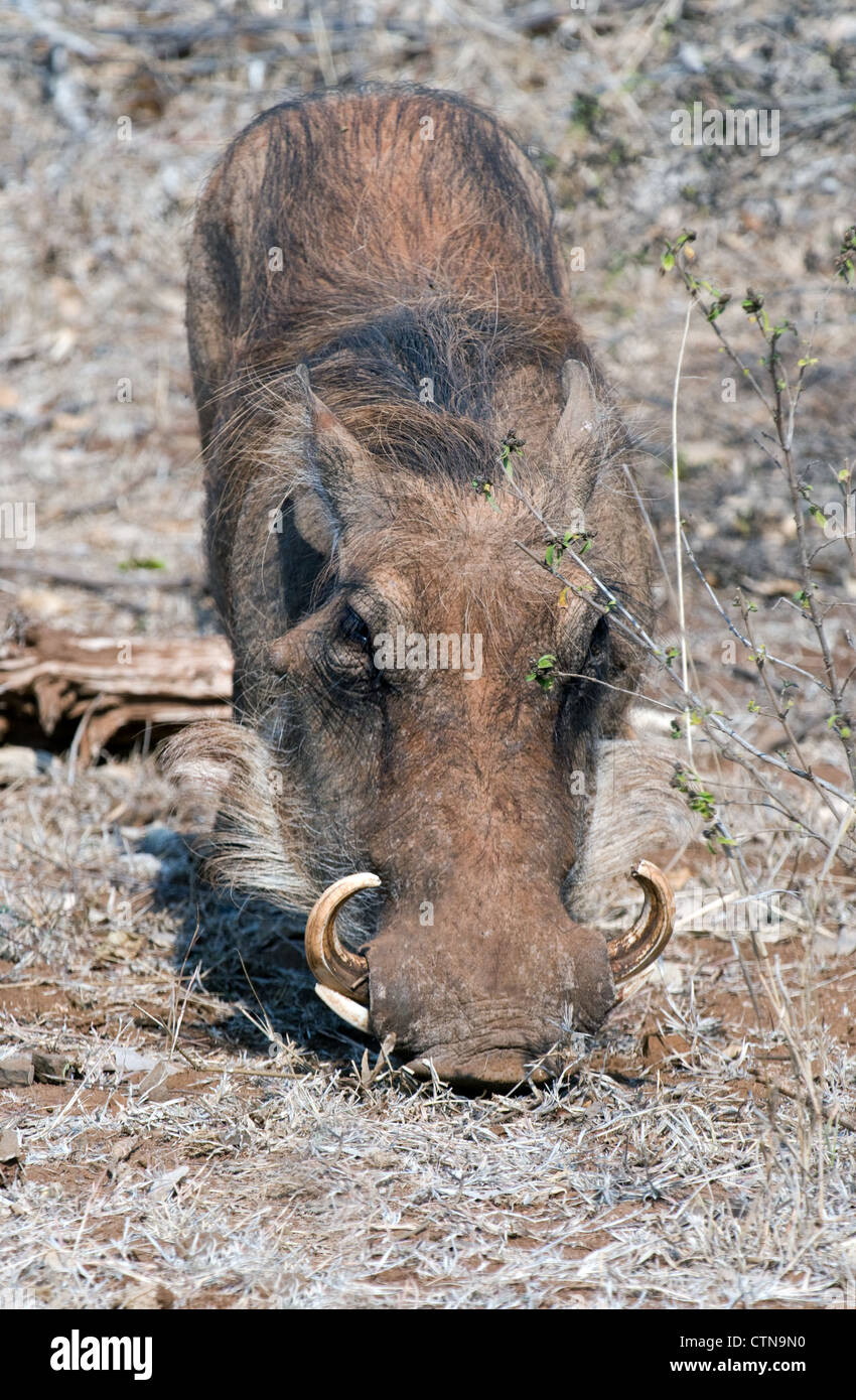 warthog,phacochoerus africanus,south africa Stock Photo - Alamy