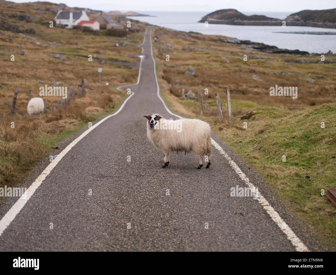 Croft scotland sheep hi-res stock photography and images - Alamy