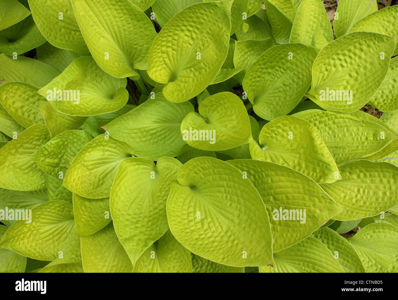 Fresh hosta spring leaves Stock Photo - Alamy