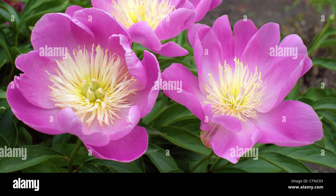 Two pink peonies close up Peonia Stock Photo - Alamy