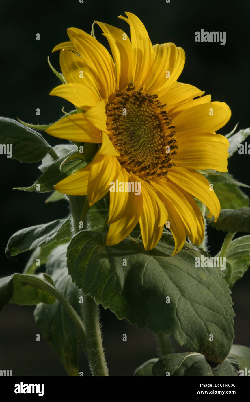 Sunflower spain not field hi-res stock photography and images - Alamy