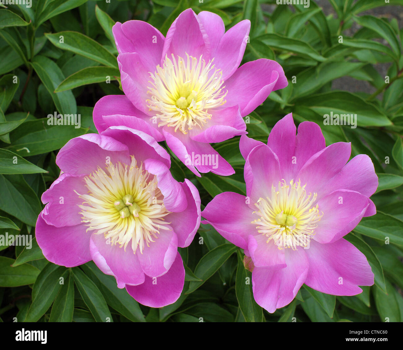 Three peonies hi-res stock photography and images - Alamy