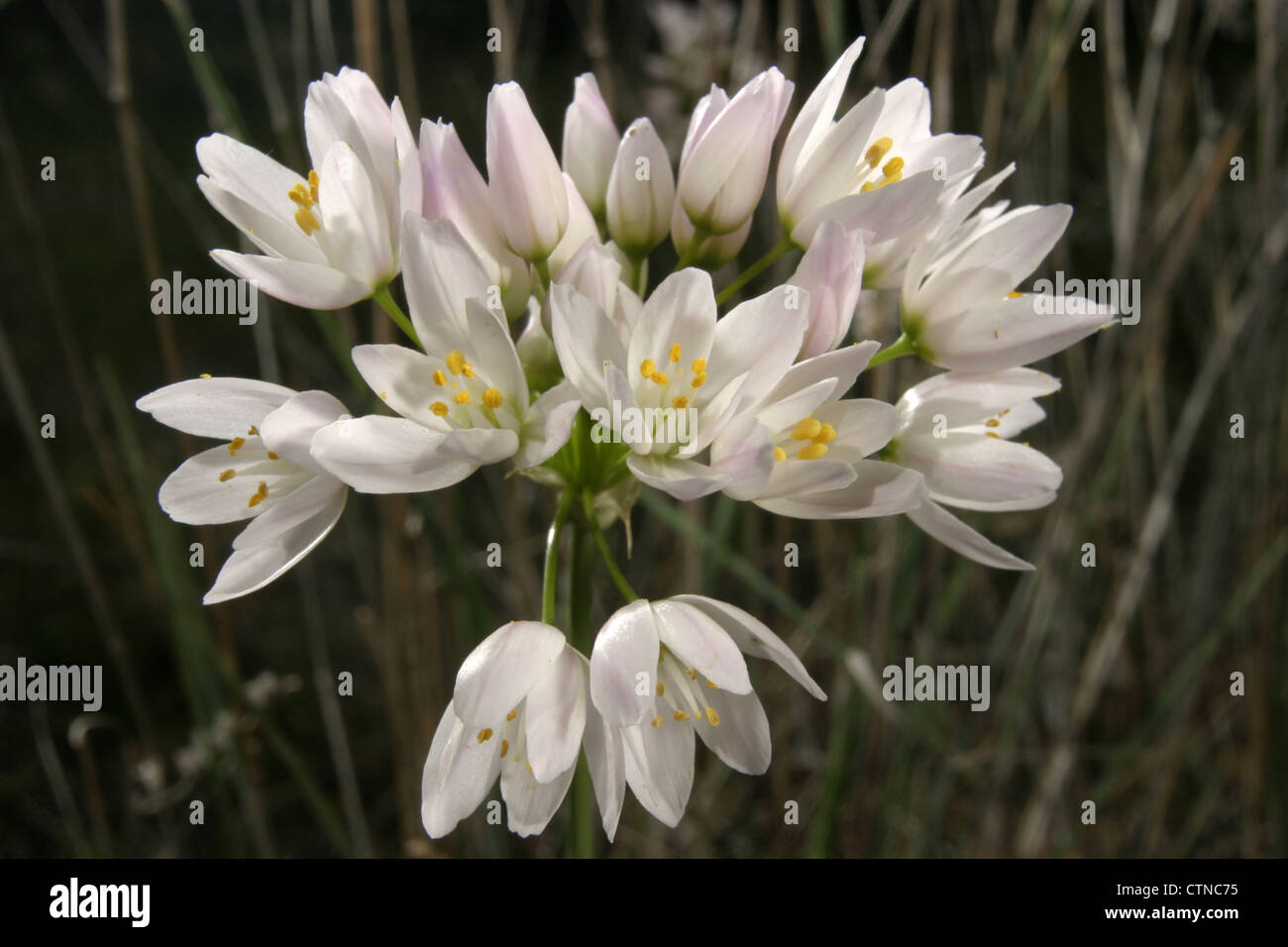 False garlic flowers hi-res stock photography and images - Alamy