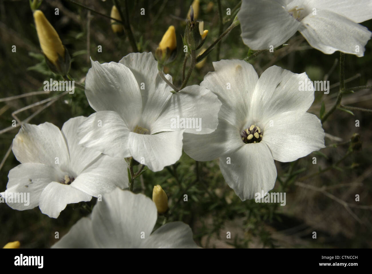 Picture: Steve Race - White Flax (Linum suffruticosum) growing in ...