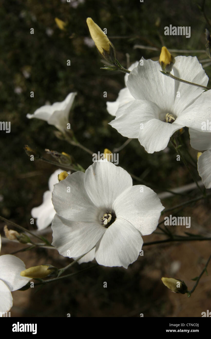 Picture: Steve Race - White Flax (Linum suffruticosum) growing in ...