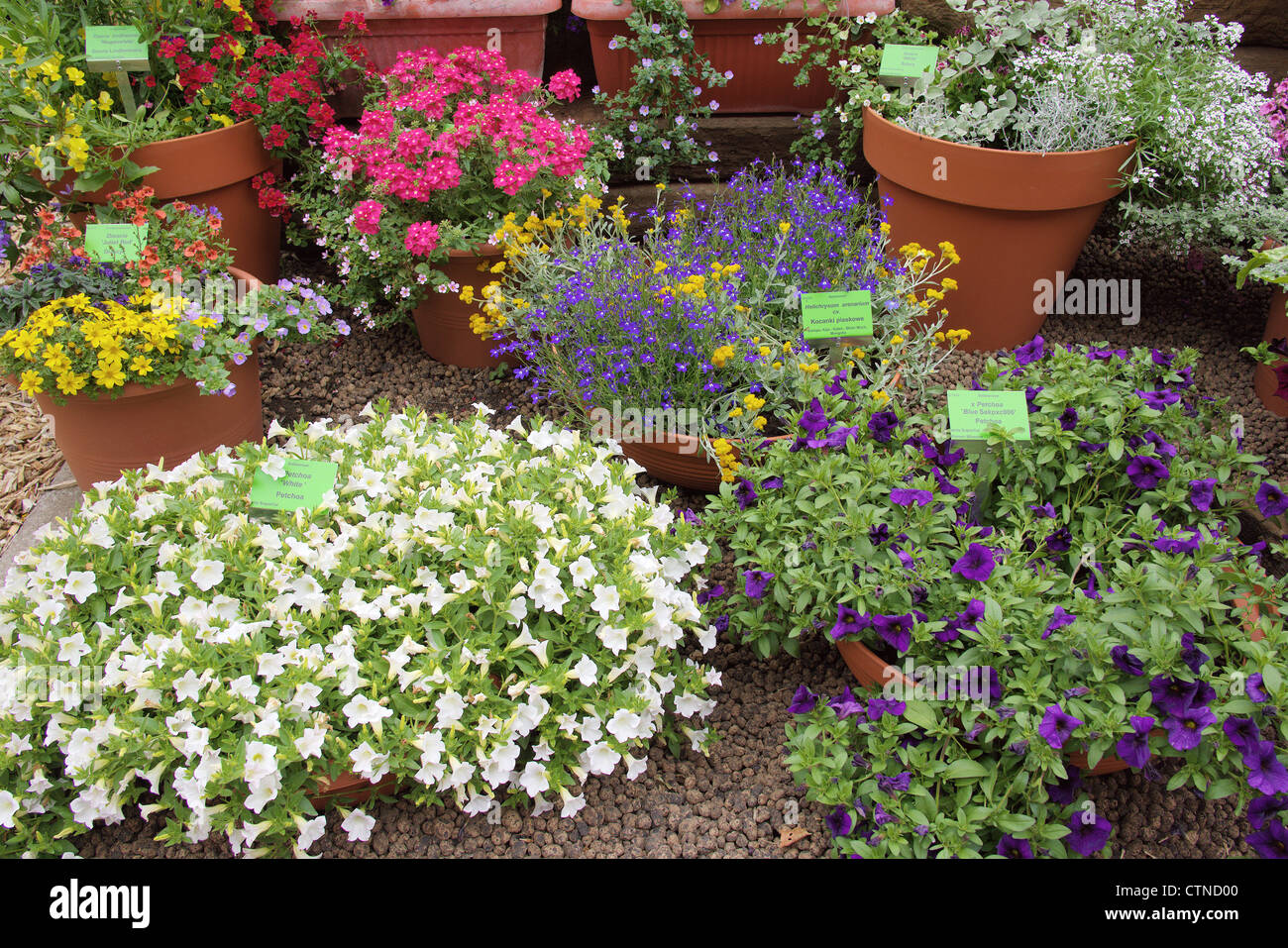 Wroclaw Botanical Garden flowers display Stock Photo - Alamy