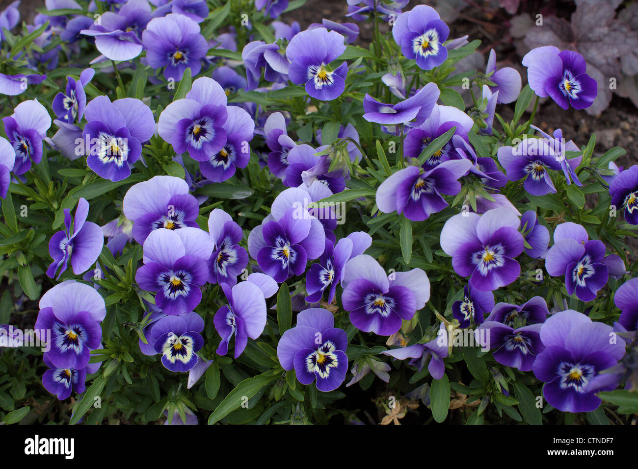 Violet pansies pansy Viola tricolor Stock Photo - Alamy