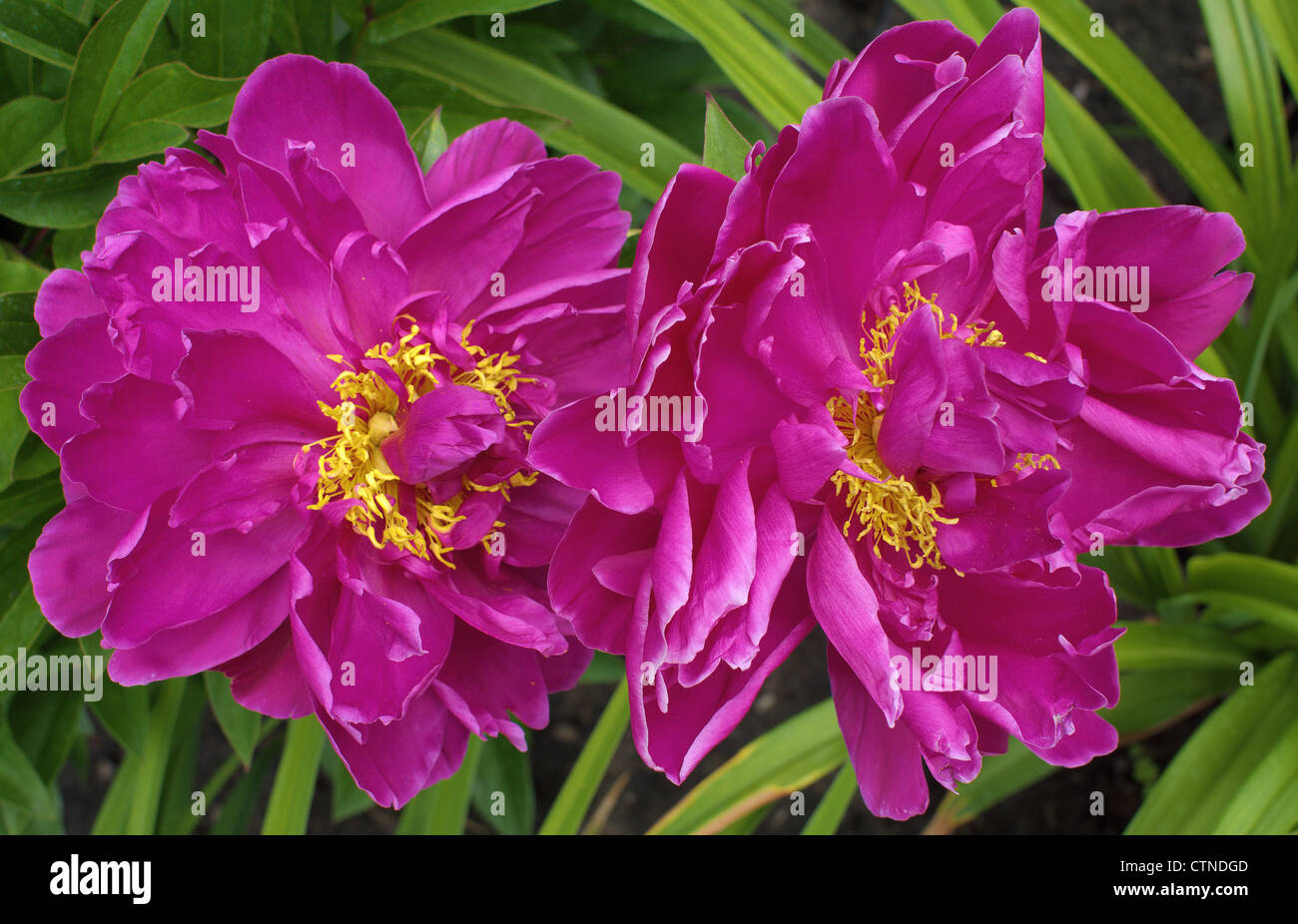Purple pair hi-res stock photography and images - Alamy