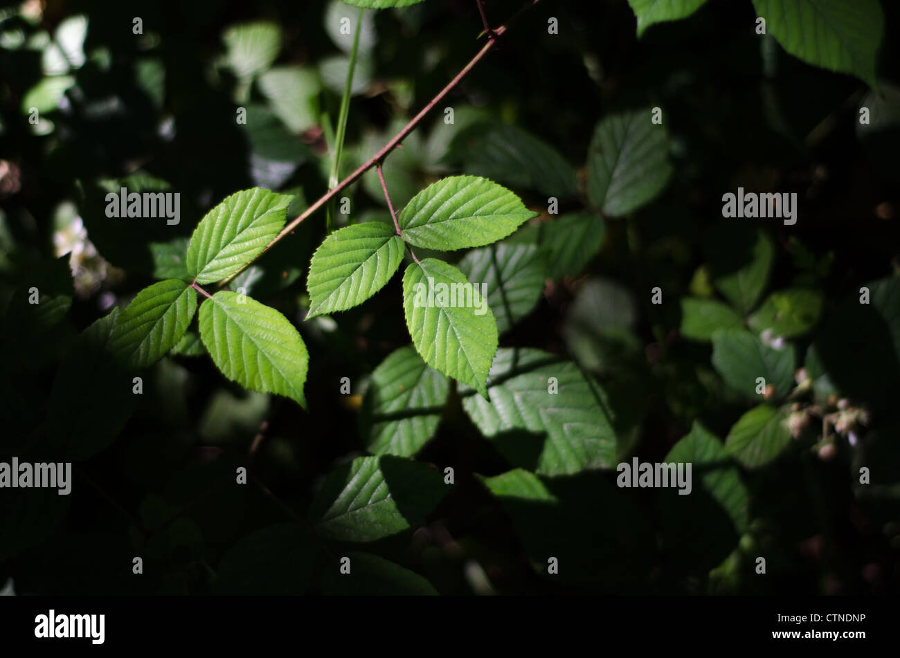 Bramble leaves highlighted with sunlight on the forest floor Stock ...