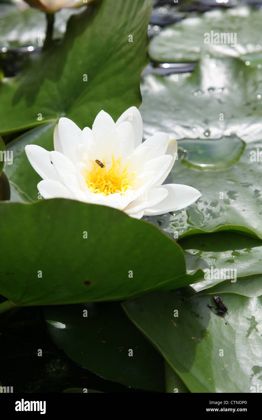 Lily pond frog white hi-res stock photography and images - Alamy