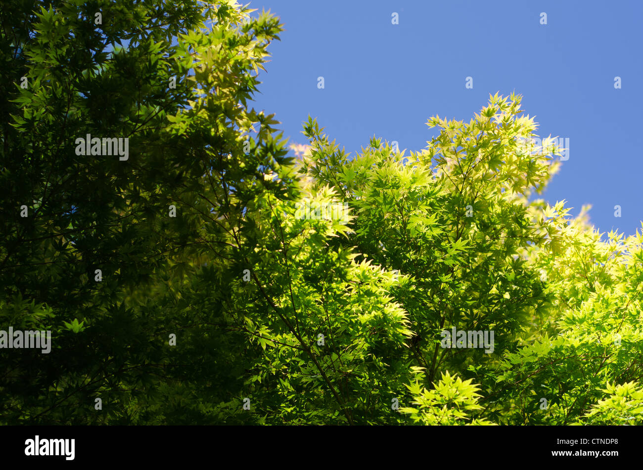 Close up of a cluster of Japanese Maple tree leaves with clear blue sky ...