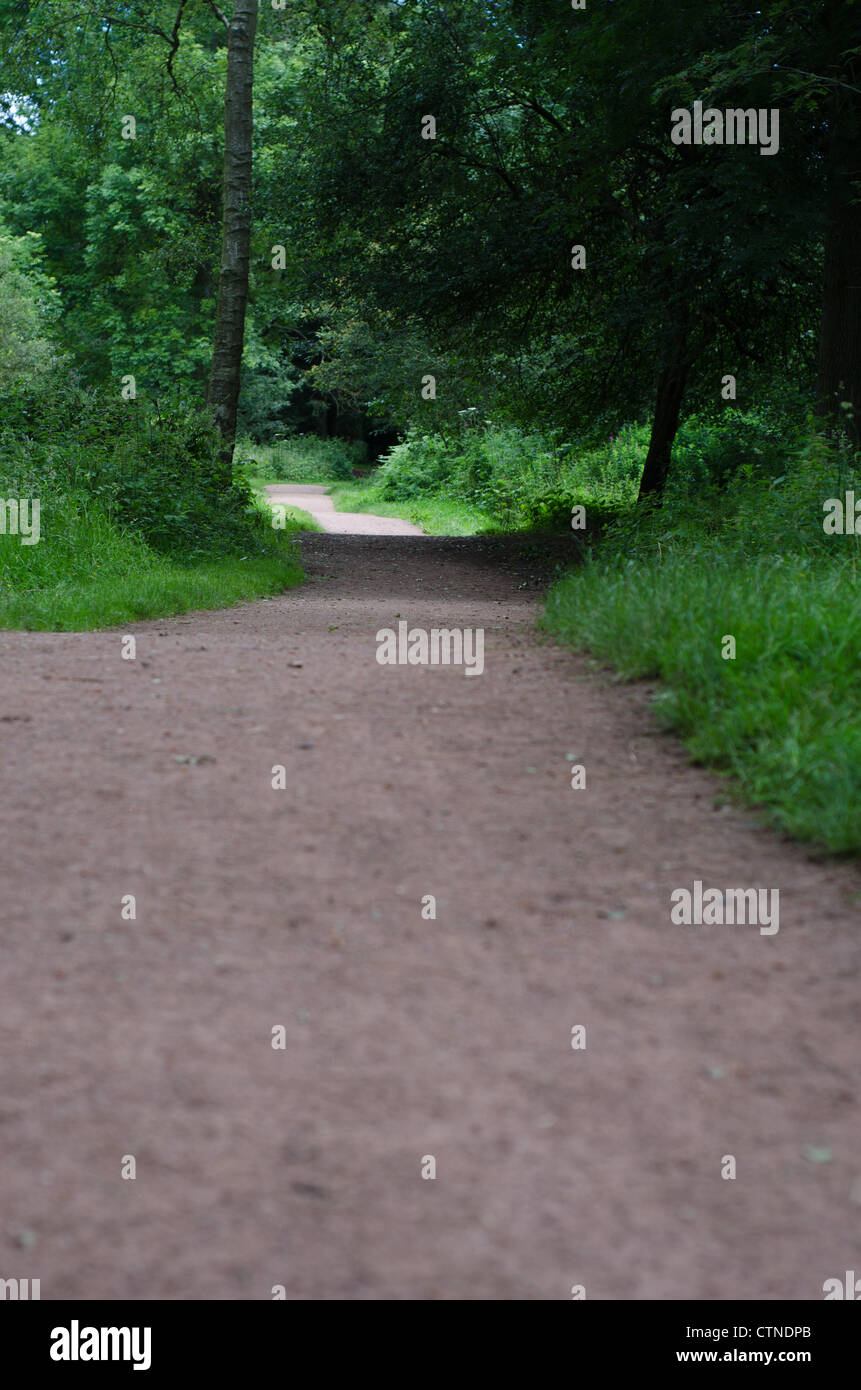 A narrow path leading through mature English woodland Stock Photo - Alamy