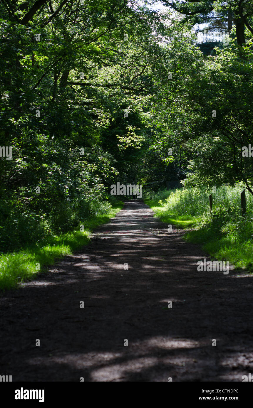 A narrow path leading through mature English woodland Stock Photo - Alamy