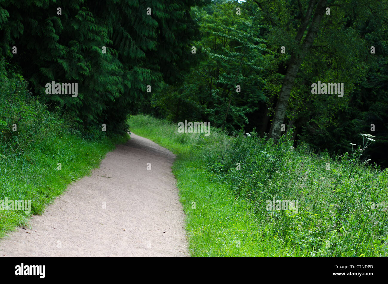 A narrow path leading through mature English woodland Stock Photo - Alamy