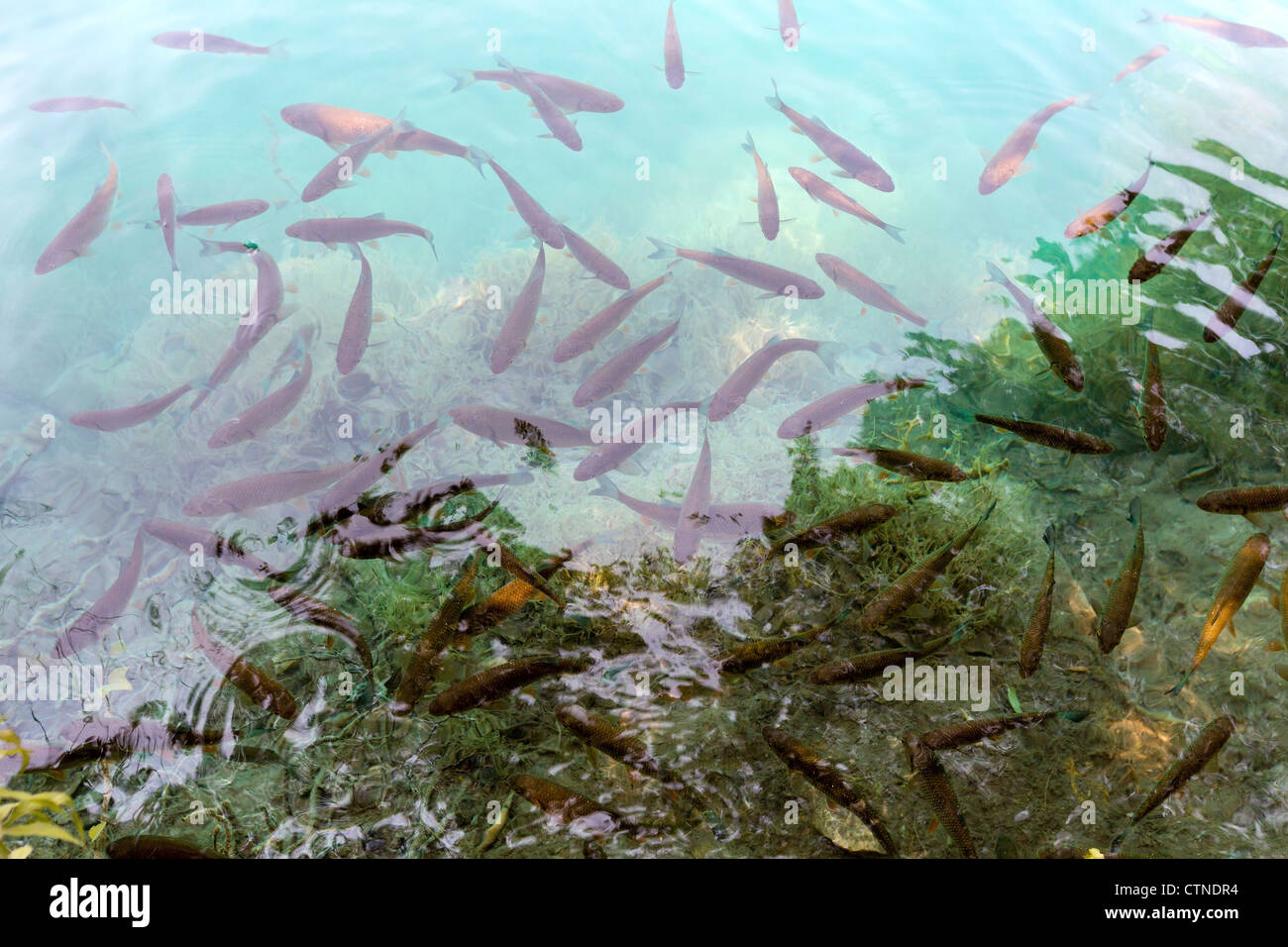 Small fish shoal in azure clean transparent lake and reflection of tree ...