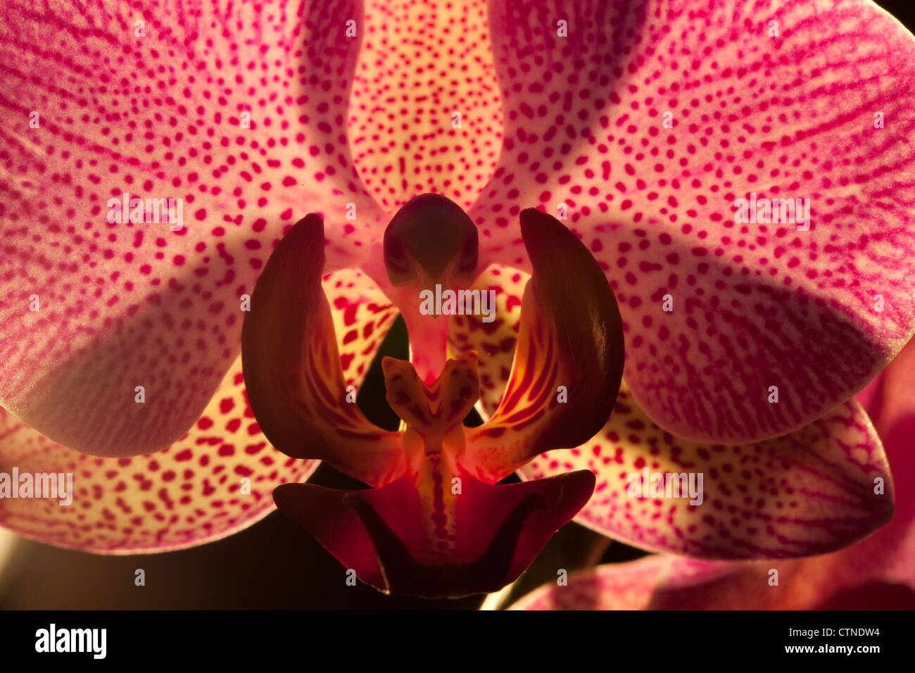 Backlit macro hi-res stock photography and images - Alamy