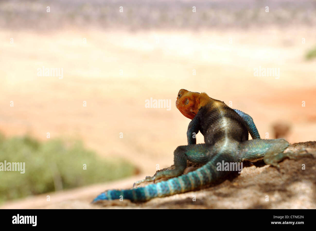 A close-up picture of the Kenyan Rock Agama (lat. Agama Lionotus) with ...