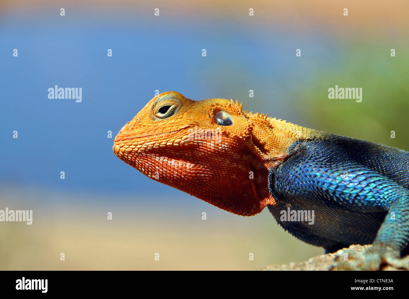 A close-up picture of the Kenyan Rock Agama (lat. Agama Lionotus) with ...