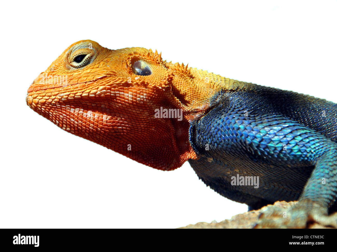A close-up picture of the Kenyan Rock Agama (lat. Agama Lionotus ...