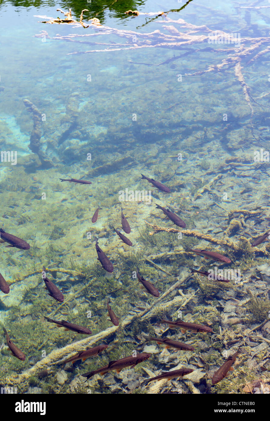 Shoal of small fish in clean transparent lake Stock Photo - Alamy
