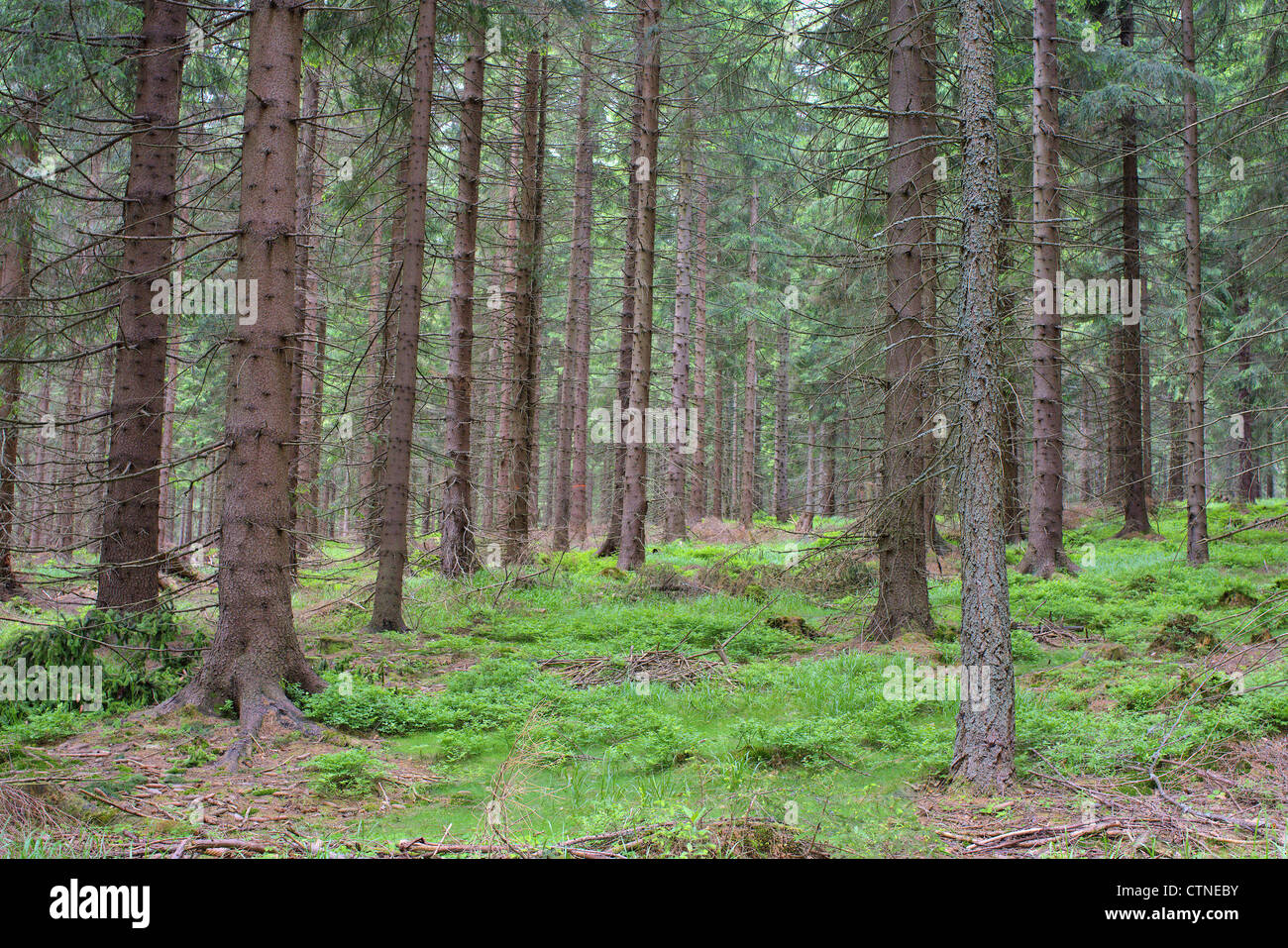 Spruce tree trees forest in the spring Kotlina Klodzka Poland Stock ...