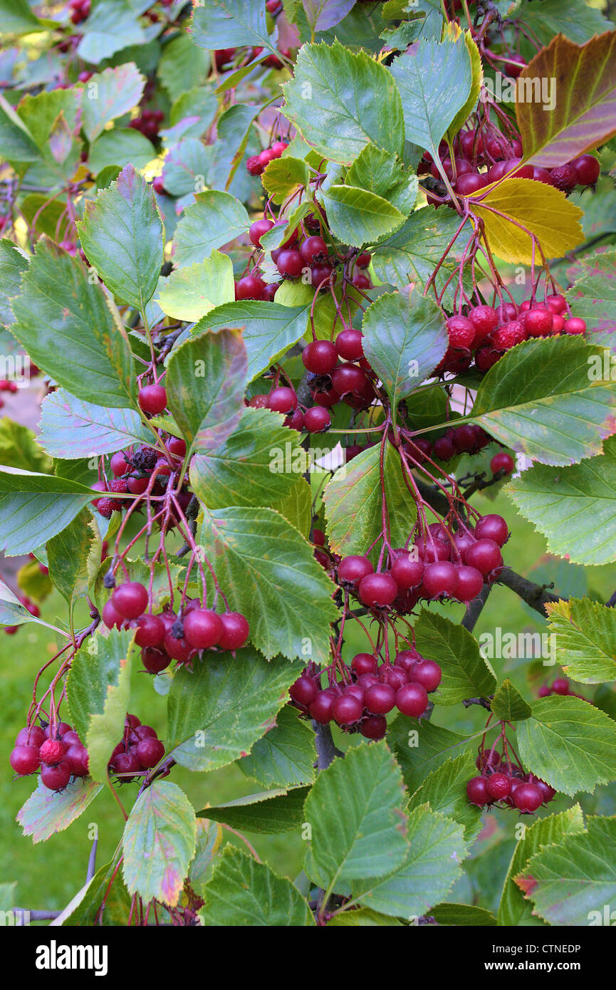 Siberian Hawthorn berries Crataegus sanguinea Stock Photo - Alamy