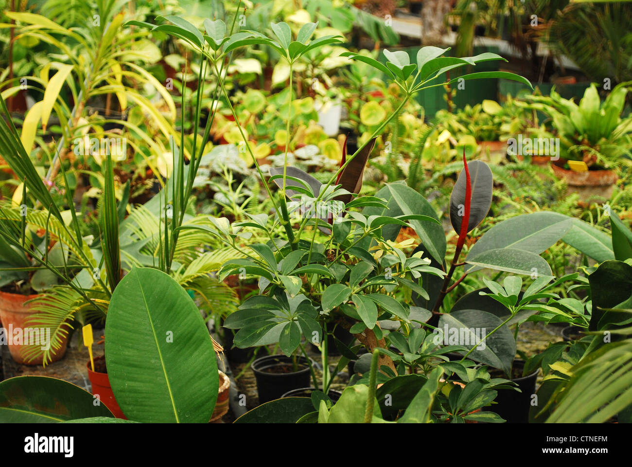 Tropical flora in botanical garden in Timisoara in Romania Stock Photo ...