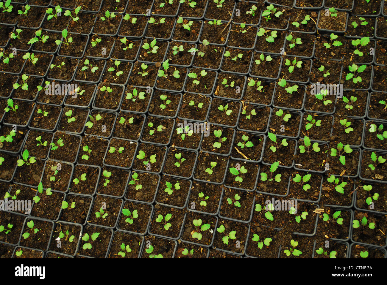 indoor growing little plants after sowing seeds Stock Photo - Alamy