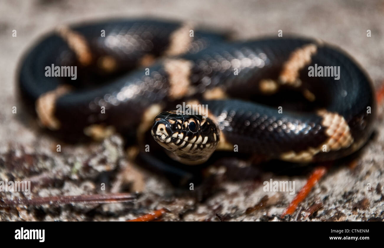 Eastern Kingsnake (Lampropeltis getula Stock Photo - Alamy