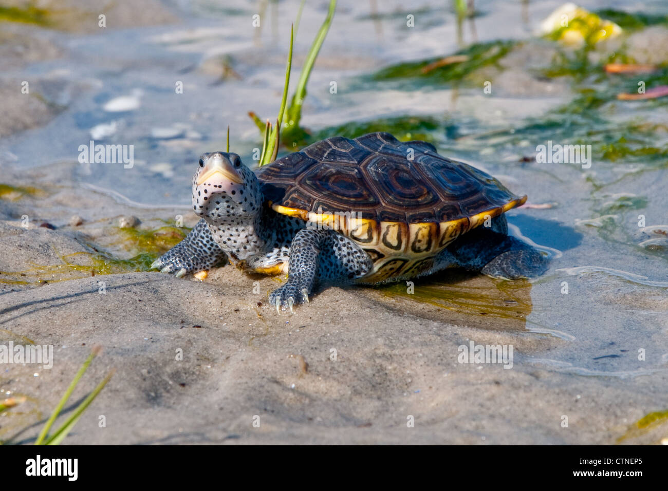 Diamondback Terrapin (Malaclemys terrapin Stock Photo - Alamy