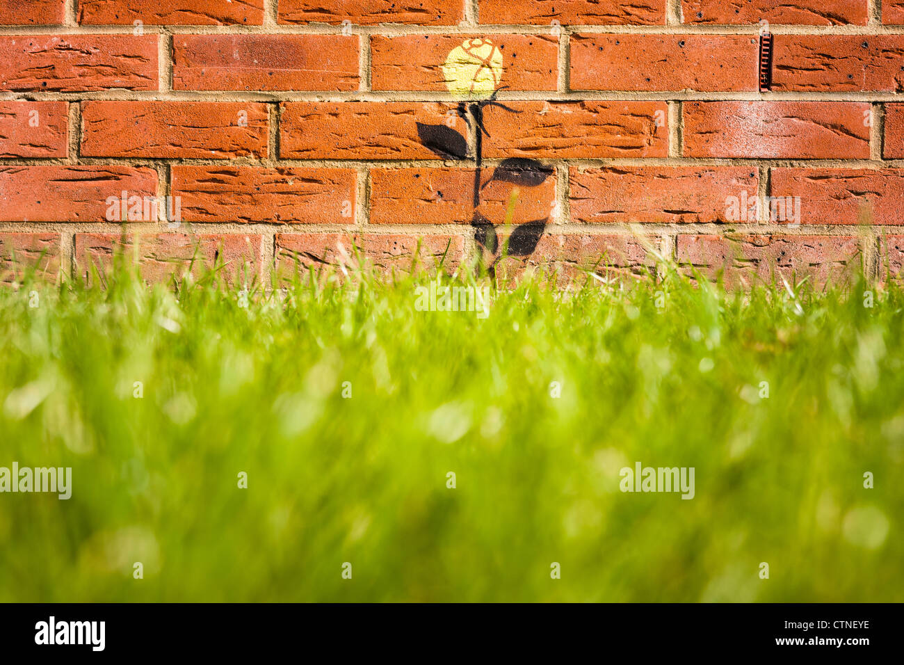 A spray painted rose on a red brick wall by street artist Flower Guy ...