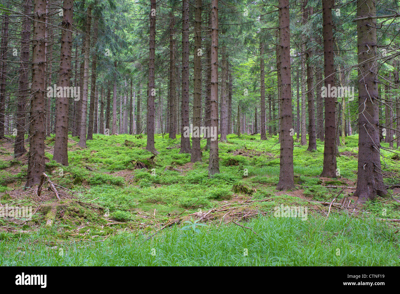 Spruce tree trees forest in the spring Kotlina Klodzka Poland Stock ...