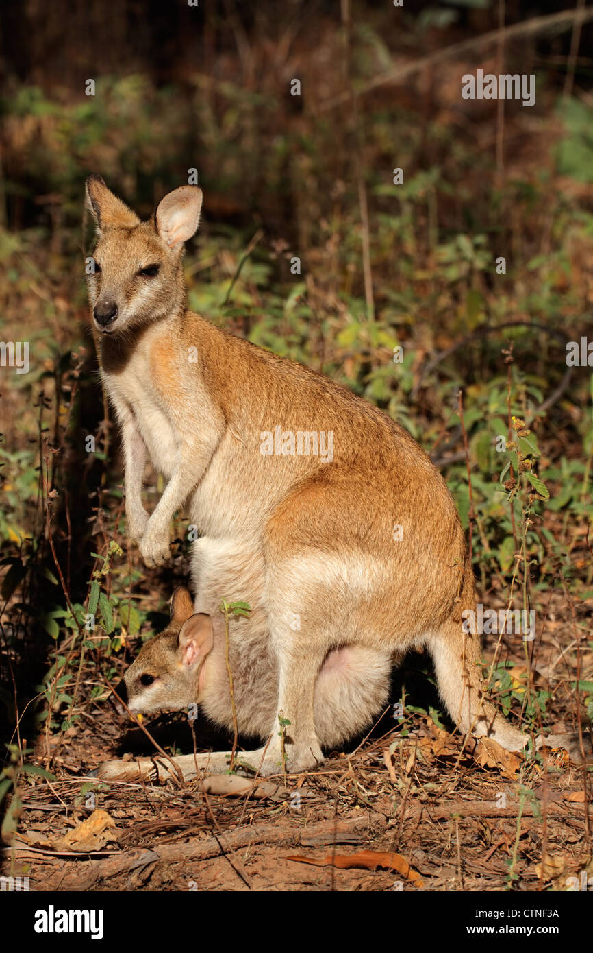 Female Agile Wallaby (Macropus agilis) with baby in pouch, Kakadu ...