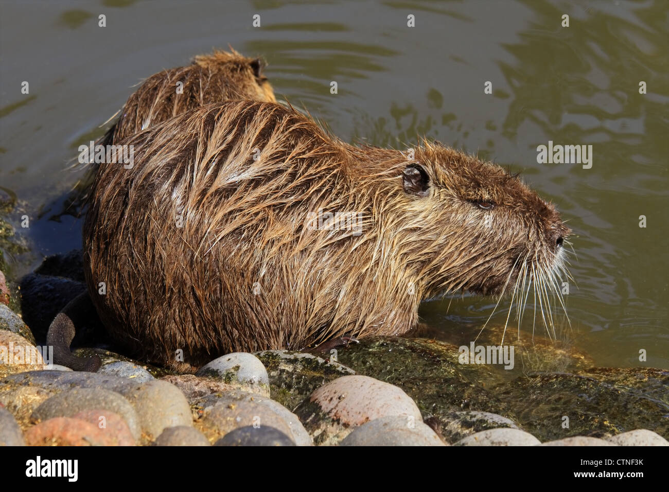 Coipo or Nutria (Myocastor coypus) feeding in shallow water, South ...