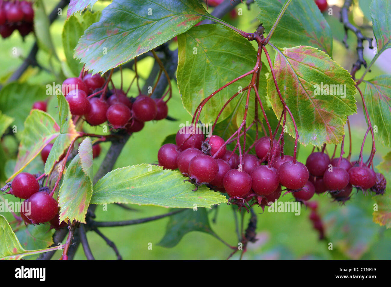 Siberian Hawthorn berries Crataegus sanguinea Stock Photo - Alamy