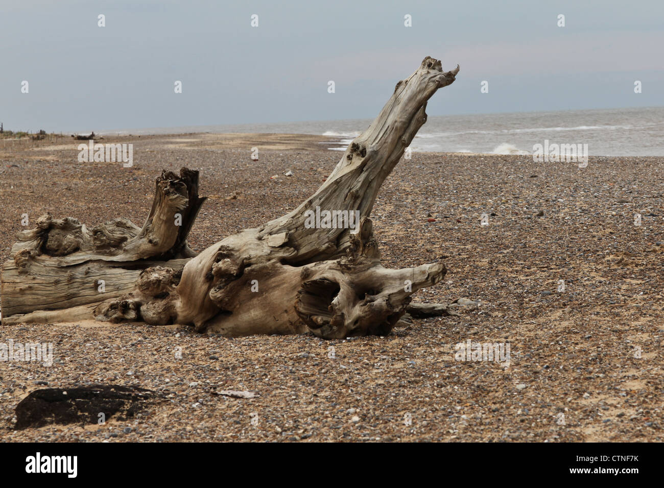 Driftwood on beach Stock Photo - Alamy