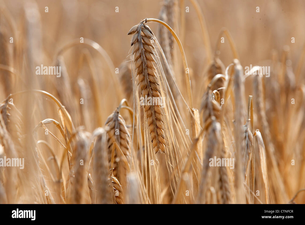 Ripe Winter Barley Ready for harvesting Stock Photo - Alamy