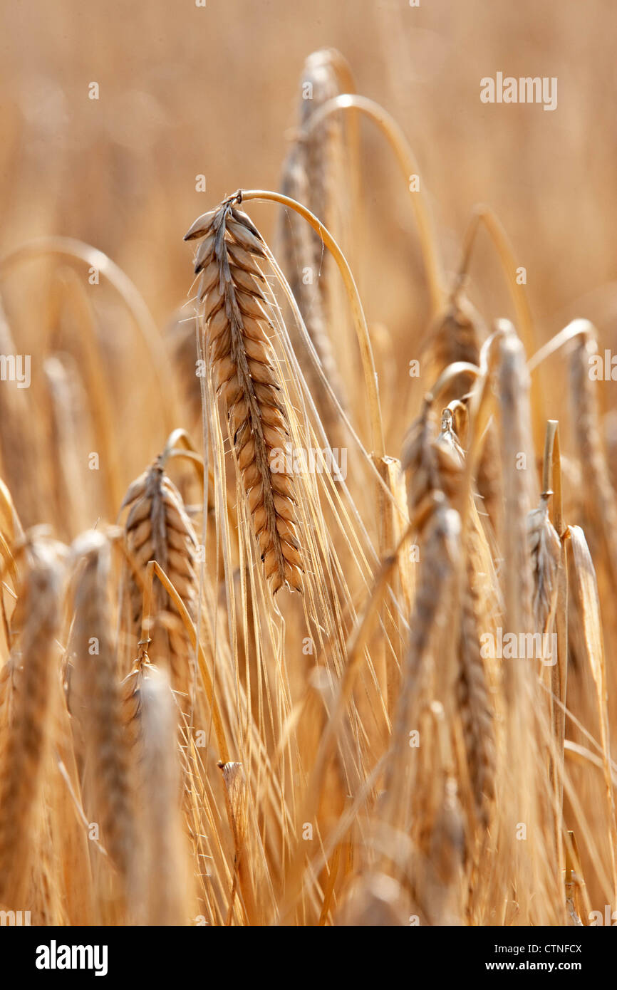 Ripe Winter Barley Ready for harvesting Stock Photo - Alamy