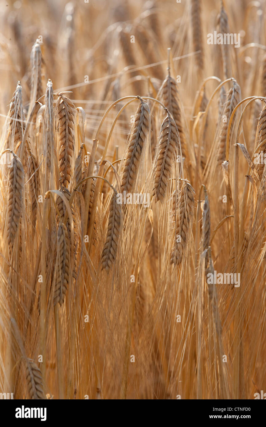 Ripe Winter Barley Ready for harvesting Stock Photo - Alamy