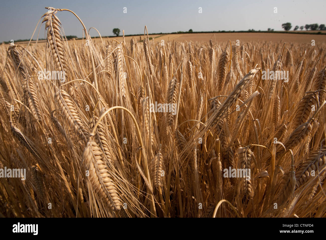 Ripe Winter Barley Ready for harvesting Stock Photo - Alamy