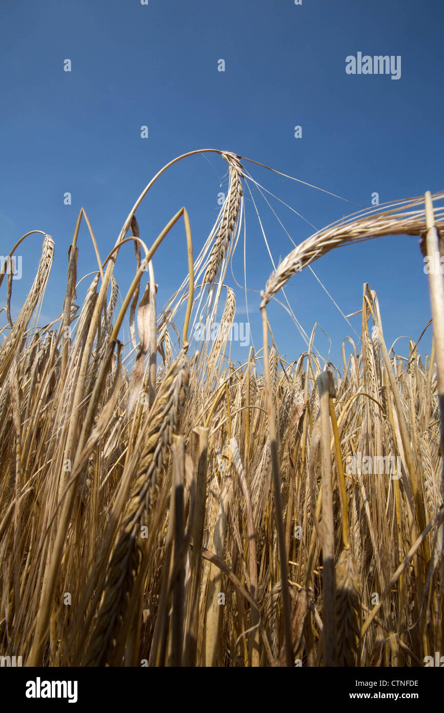 Ripe Winter Barley Ready for harvesting Stock Photo - Alamy