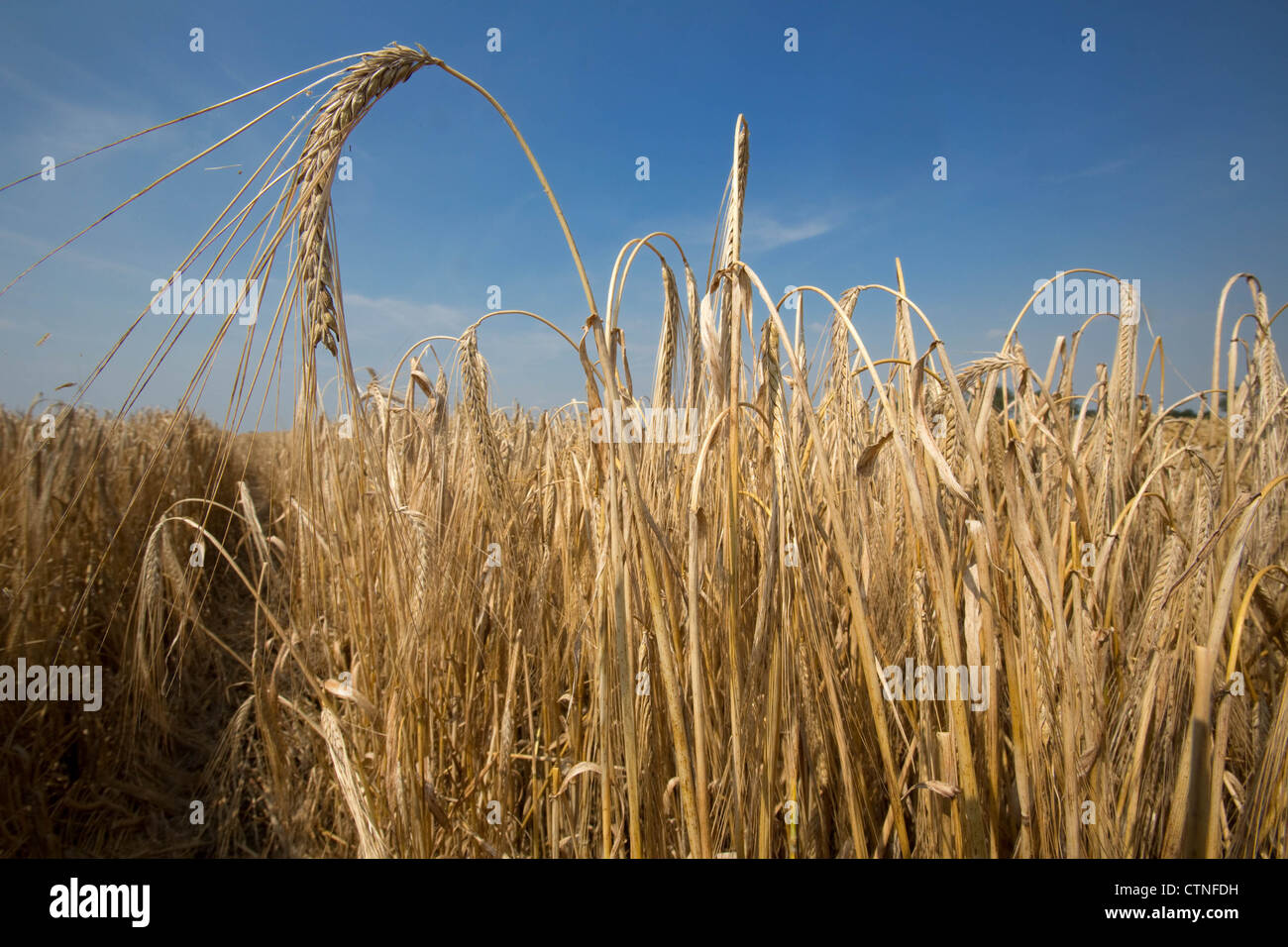 Ripe Winter Barley Ready for harvesting Stock Photo - Alamy