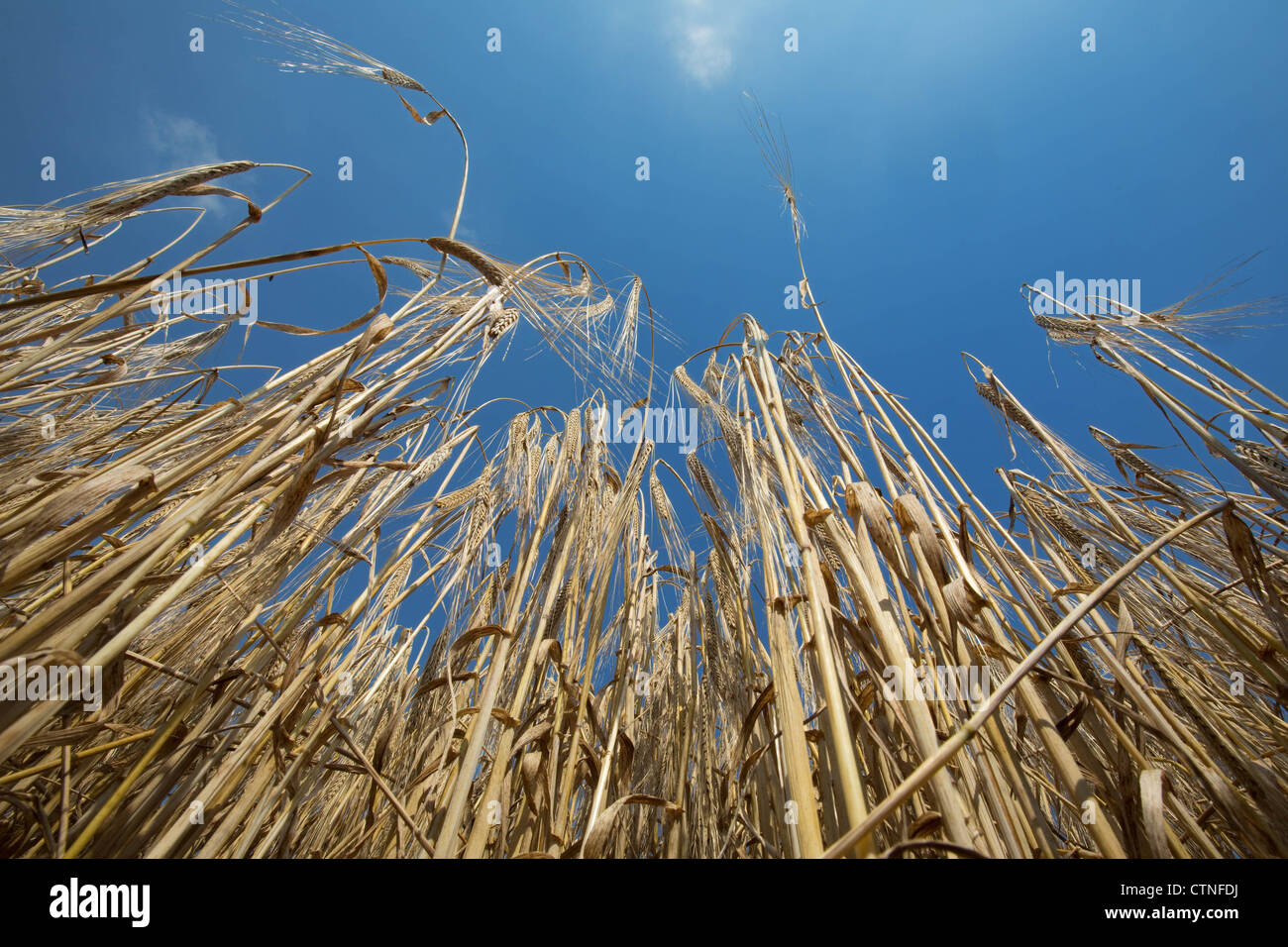 Ripe Winter Barley Ready for harvesting Stock Photo - Alamy
