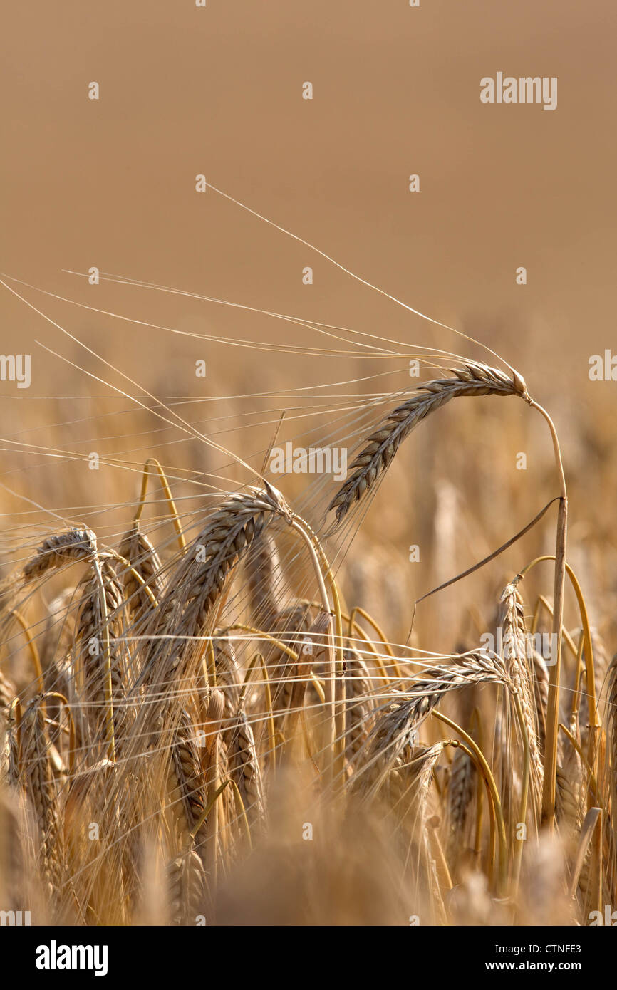 Winter_barley hi-res stock photography and images - Alamy