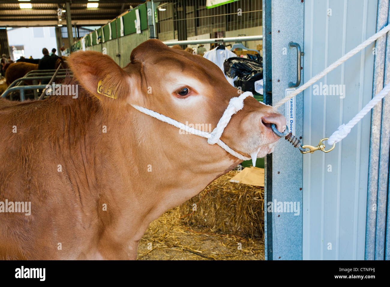Cow with nose ring hi-res stock photography and images - Alamy