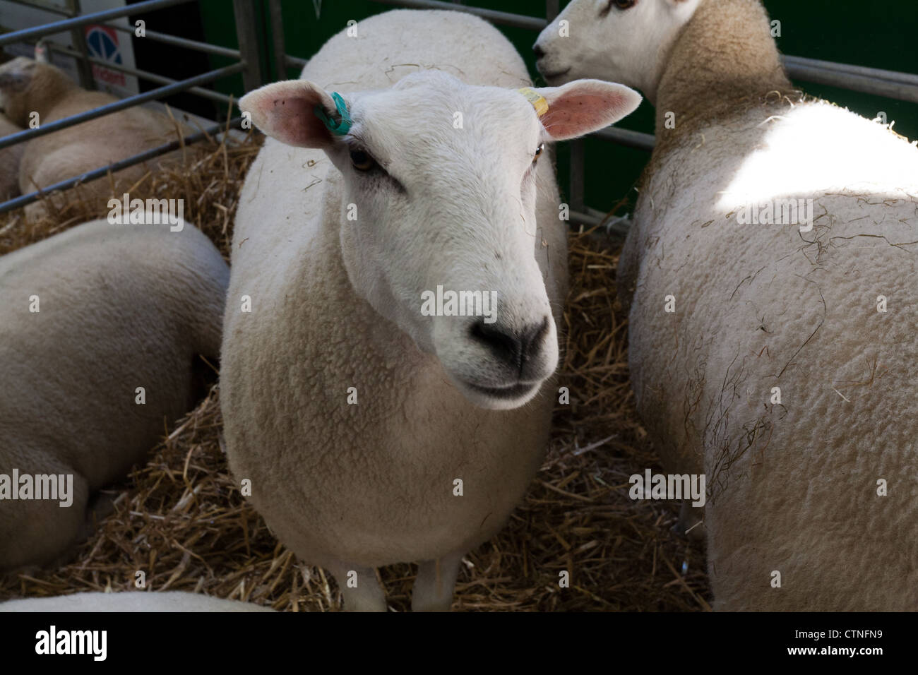 Royal Welsh Show Sheep High Resolution Stock Photography and Images - Alamy