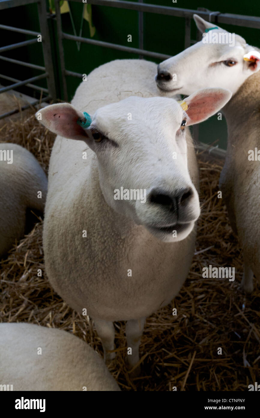 Royal welsh show sheep hi-res stock photography and images - Alamy